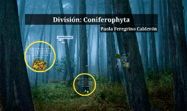 División: Coniferophyta by Paola Feregrino Calderón on Prezi
