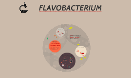 FLAVOBACTERIUM by oscar caballero on Prezi