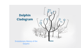 Dolphin Cladogram by melissa amelia on Prezi