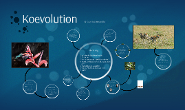 Koevolution by Luis Rentschler on Prezi