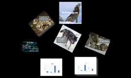 Wolf Ethogram by Ciera Gary on Prezi