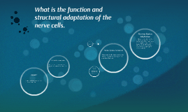 what is the function and structural adaptation of the nerve by damian ...