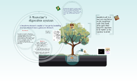 Hamster's Digestive System by Sherry Yap on Prezi