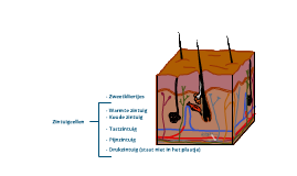 De huid by Maarten Halfwerk on Prezi