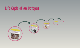 Life Cycle of an Octopus by Dat Boi on Prezi