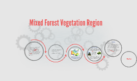 Mixed Forest Vegetation Region by Katarina Marjanovic on Prezi