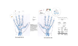 Panaritium by Pim van Egmond on Prezi