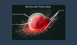 Benthocodon Pedunculata by Benjamin Esquieres on Prezi