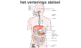 het verteringsstelsel by elise stut on Prezi