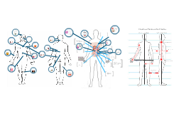 Exploration of the Human Body by Evan Chu on Prezi