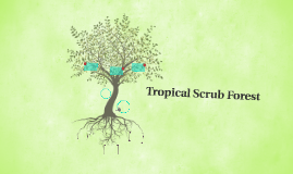 Tropical Scrub Forest by Indraj Kaur on Prezi