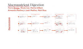 Macronutrient Digestion by Nicole Cox on Prezi