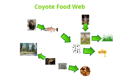 The LIfe Cycle Of The Coyote by Rianna McGonagle on Prezi