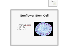 Sunflower Stem Cell by Andrea Solorio on Prezi