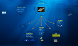 Brine Shrimp Lab Presentation by Maddie Imhoff on Prezi