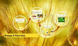 10 ways we use plants in everyday life... by Chelsea Kay on Prezi