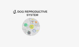 DOG REPRODUCTIVE SYSTEM by on Prezi