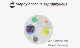 Staphylococcus saprophyticus by on Prezi