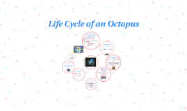 Life Cycle of An Octopus by Daniel Abarquez on Prezi