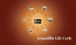 Armadillo Life Cycle by Jaime Juchems on Prezi
