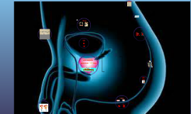 Vesitran by Maria Peralta on Prezi