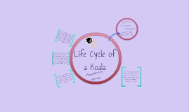 Australia Koala Life Cycle