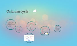 Calcium cycle by Alondra Guzman on Prezi