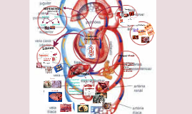 Trastornos Circulatorios by Fernanda Galeano on Prezi