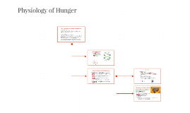 AP Psychology Physiology of Hunger Presentation by Connor Leak on Prezi