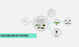 ECOSISTEMUL UNEI APE STATATOARE by Toma Stefania Daniela on Prezi