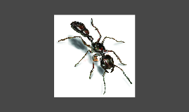 the adaptations of the bullet ant by toby gladwyn on Prezi