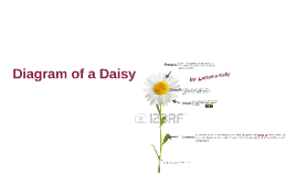 Diagram of a Daisy flower by Lorraina Kelly on Prezi