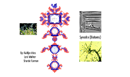Synedra (Diatoms) by Kaitlyn Ates on Prezi