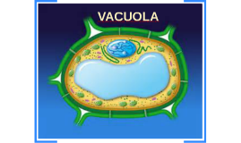 VACUOLA by Valeria Vera Rivera on Prezi