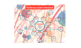 How the Nervous System Interacts With Other Body Systems by Lavanya ...