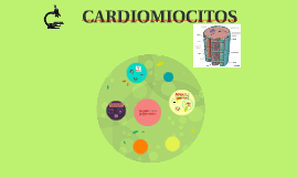 CARDIOMIOCITOS by Daniela Sánchez on Prezi