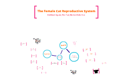 The Female Cat Reproductive System by Tina Tsoi on Prezi
