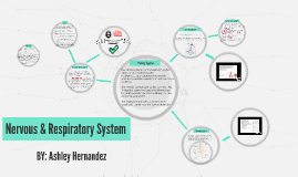 Nervous & Respiratory System by 17ashleyh student on Prezi