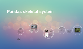 Pandas skeletal system by Moris Jerina on Prezi