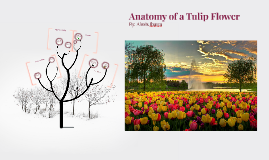 Anatomy of a Tulip Flower by Alexis Ibarra on Prezi