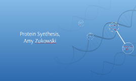 Protein Synthesis Flowchart by Amy Zukowski on Prezi