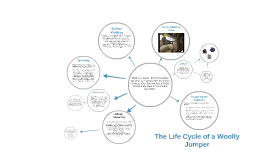 The Life Cycle of a woolly Jumper sdg by on Prezi