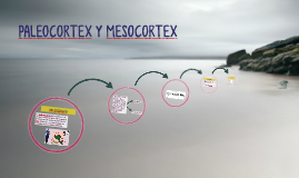 PALEOCORTEX Y MESOCORTEX by Lola Rodriguez Navarro on Prezi