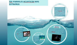 PEZ GOTA by Nicole Fernandez on Prezi