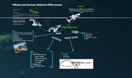 Whale and Human Skeletal Differences by Haley Rawlinson on Prezi