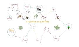 Evolution of Giraffes by Daniel - on Prezi