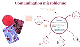 Contamination microbienne by coralie lebreton on Prezi