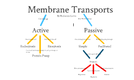 Copy of Membrane Transport Concept Map by Matt Meyer on Prezi
