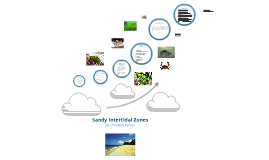 Sandy Intertidal Zones by Christian Perner on Prezi