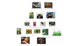 Jungle Food Web 2 by Nicolás Dawson Barragán on Prezi